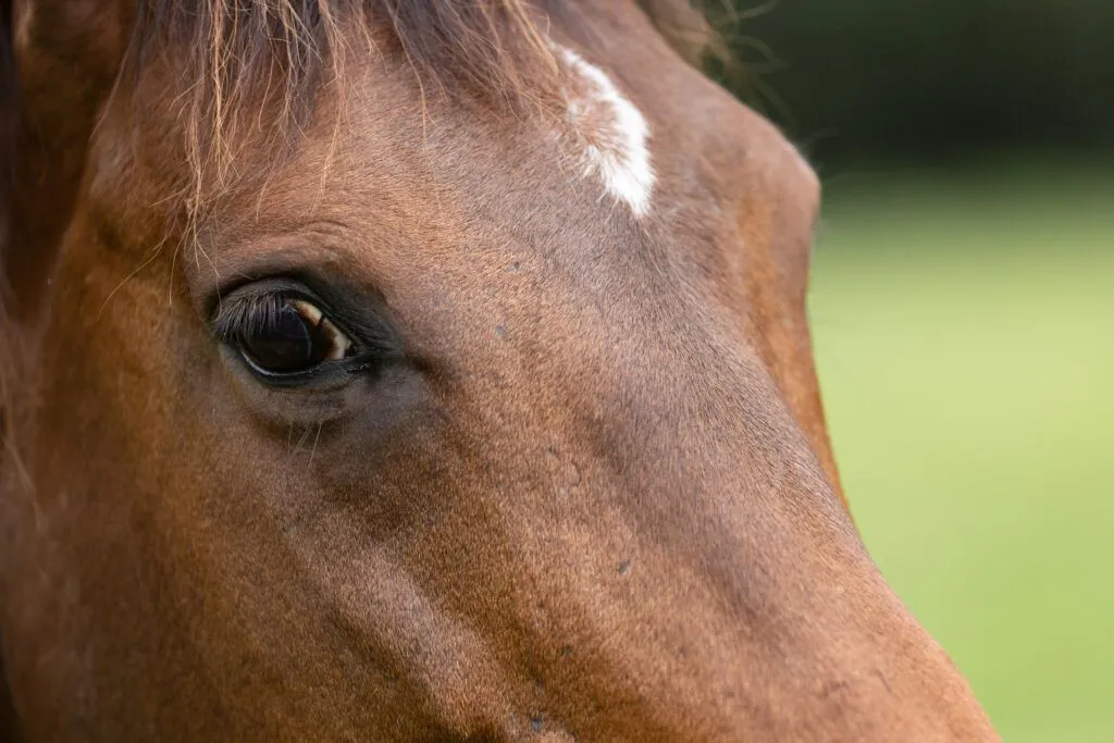 horses nose shape