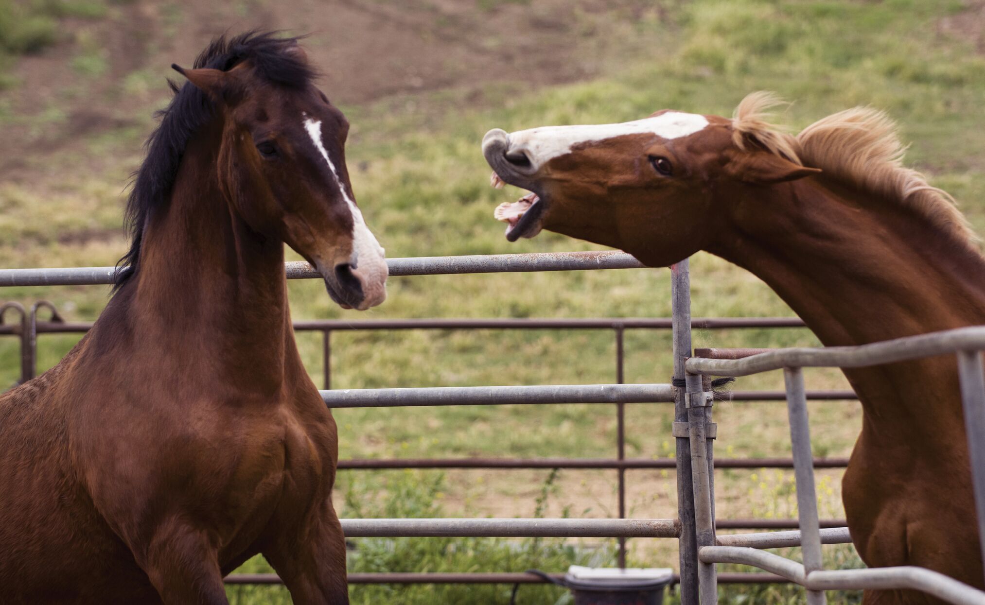 aggressive behaviour in mares