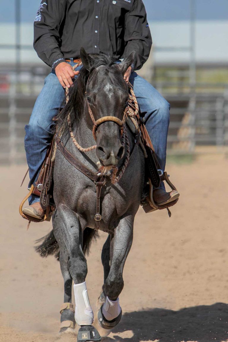 using a hackamore for the first time