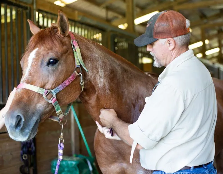 high monocytes equine