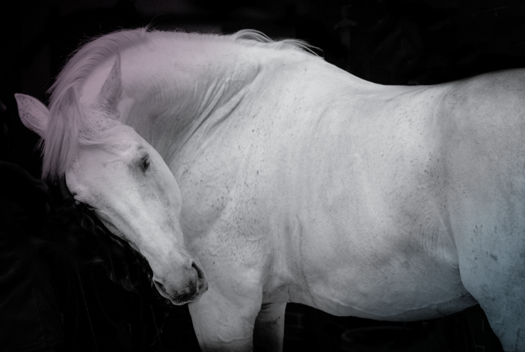 Learn to Recognize the Signs of Depression in Horses