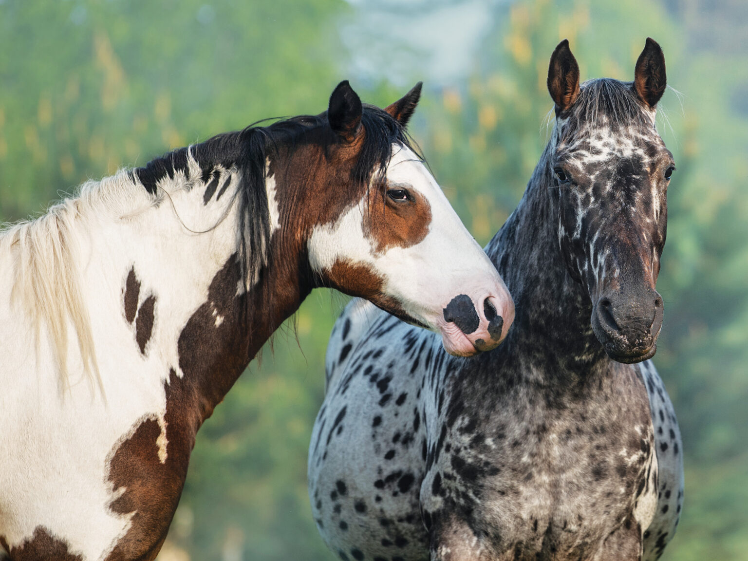 What Is EHV 1 Horse And Rider