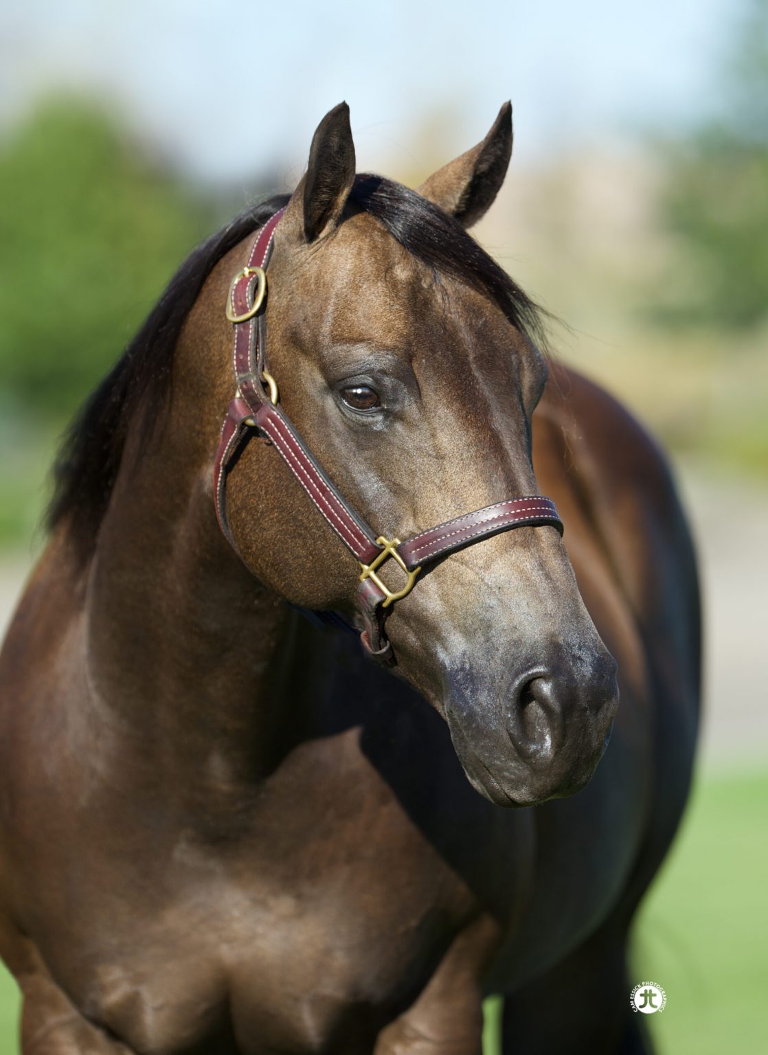 Dam Spotlight: Taris Designer Genes - Horse&Rider