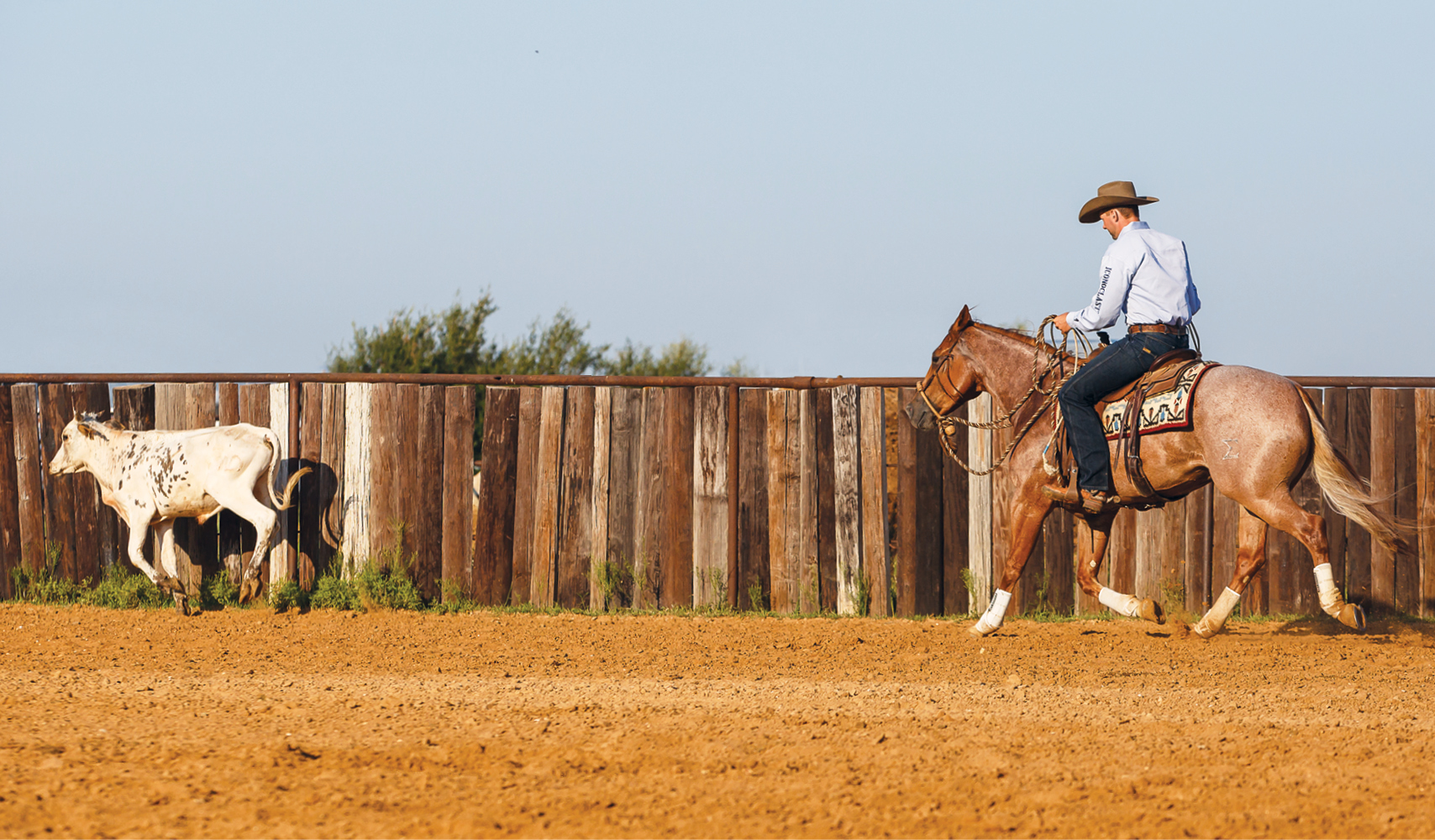 Introducing Cattle into Your Training Program