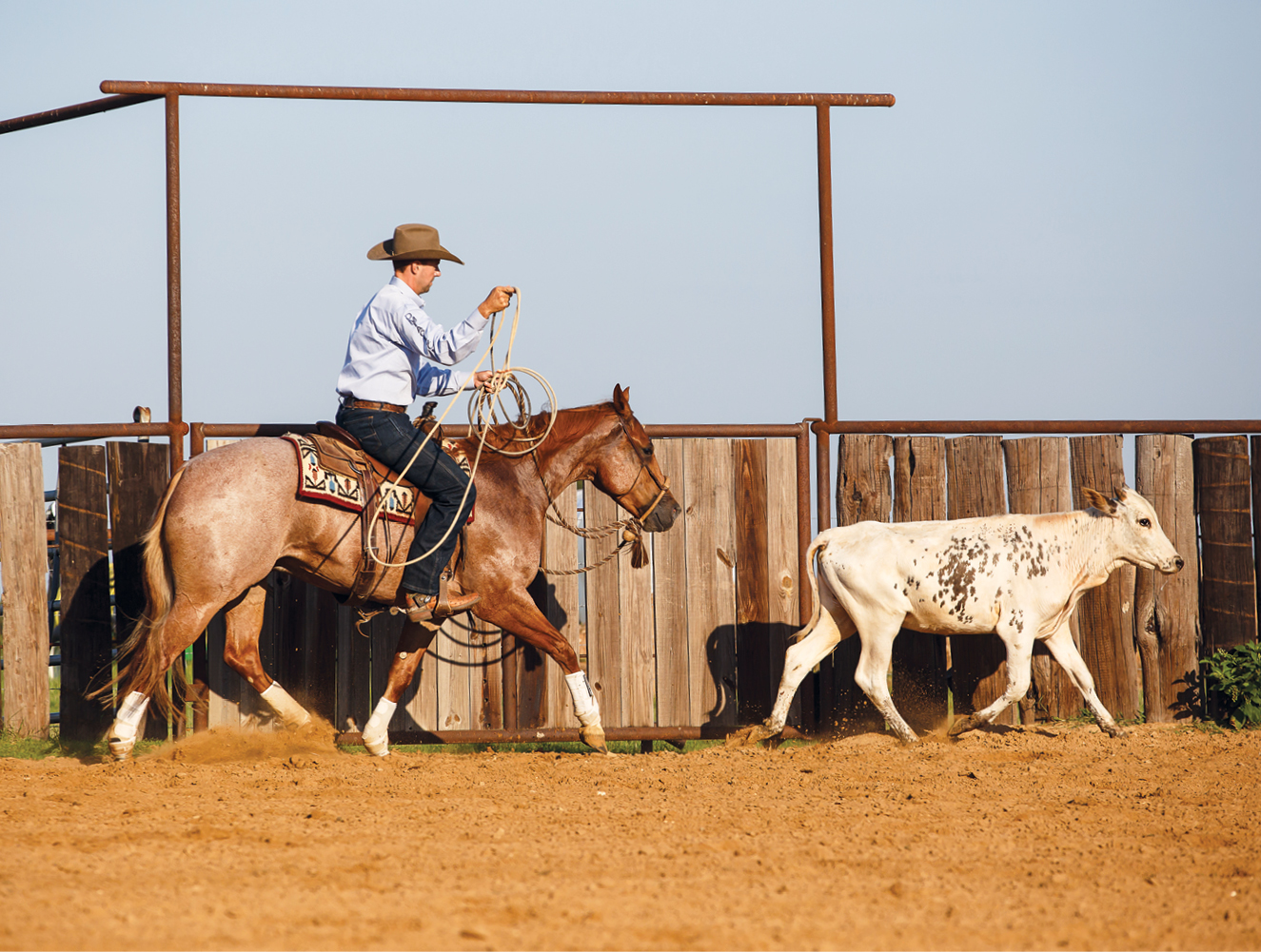 Introducing Cattle into Your Training Program