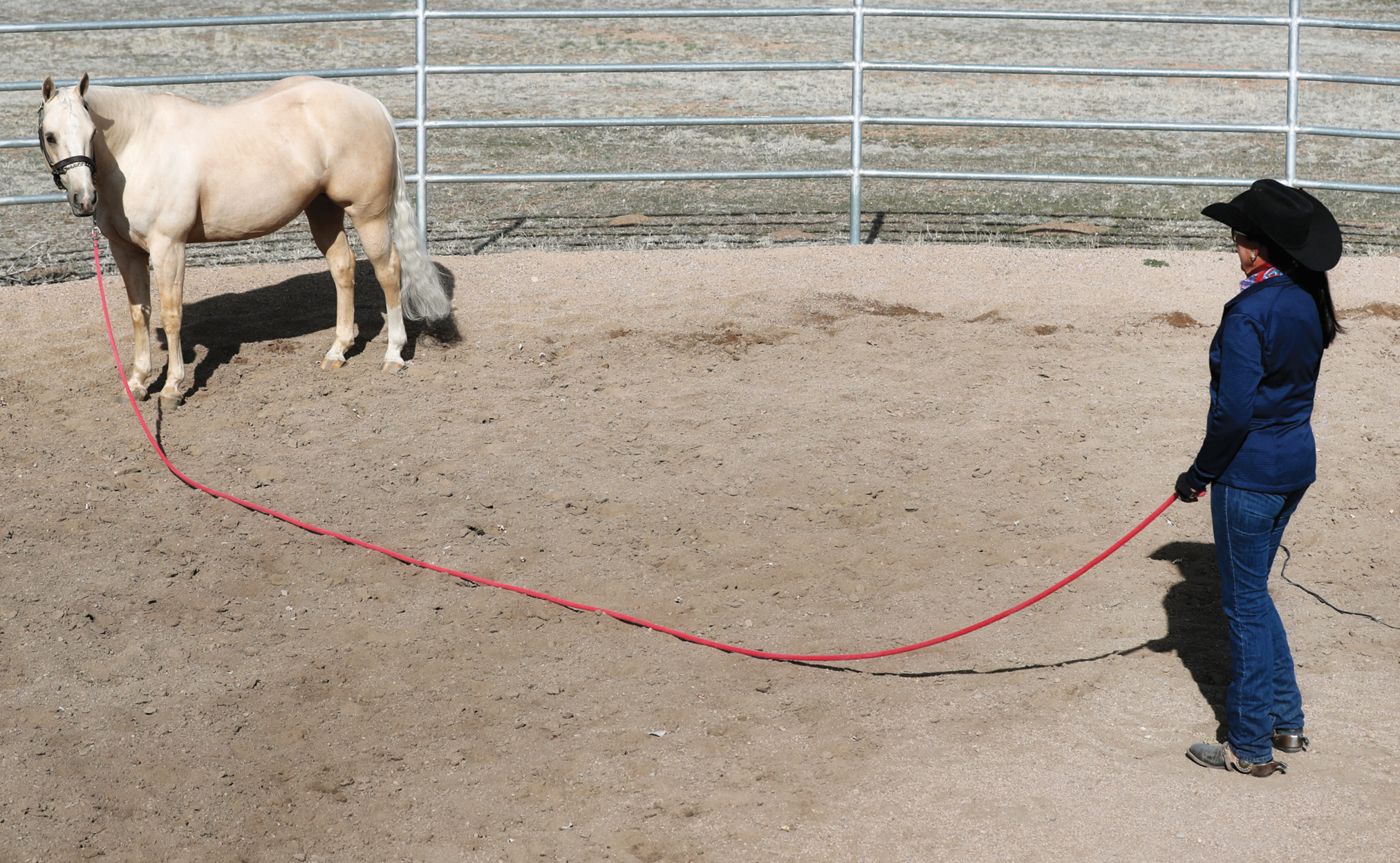 Longeing Basics to Train and Condition Your Horse