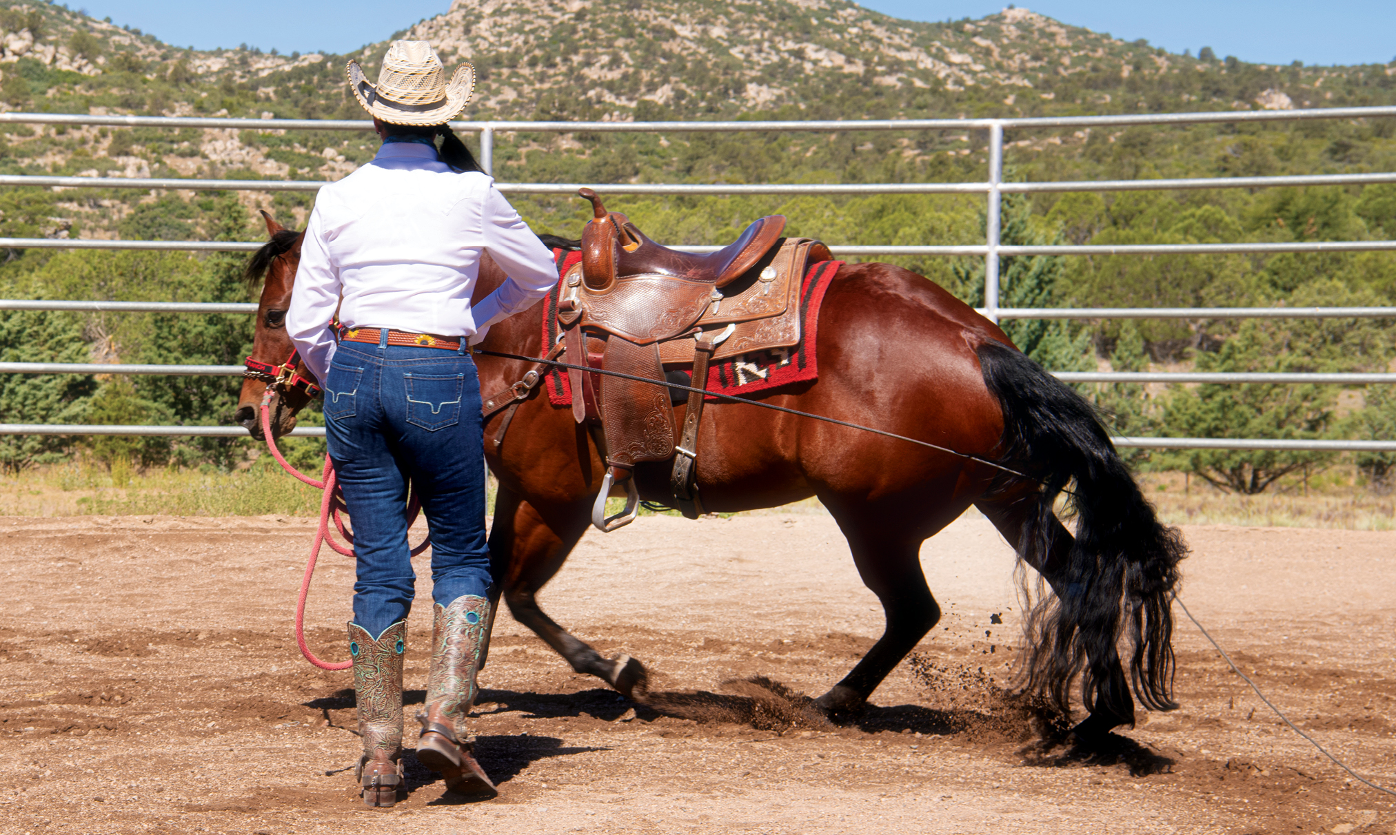 Longeing Basics to Train and Condition Your Horse