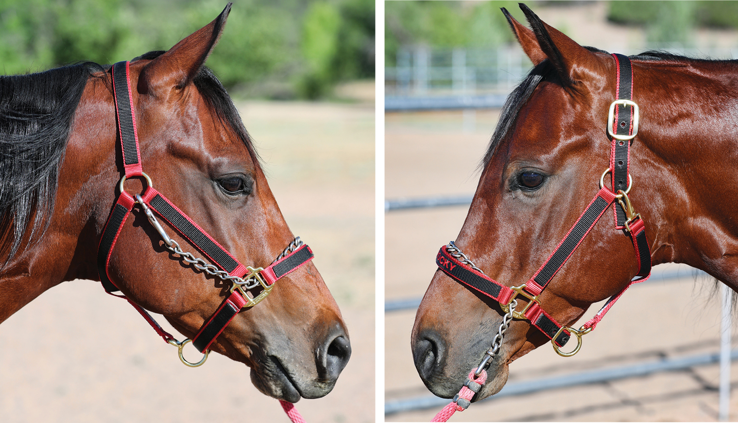 Longeing Basics to Train and Condition Your Horse