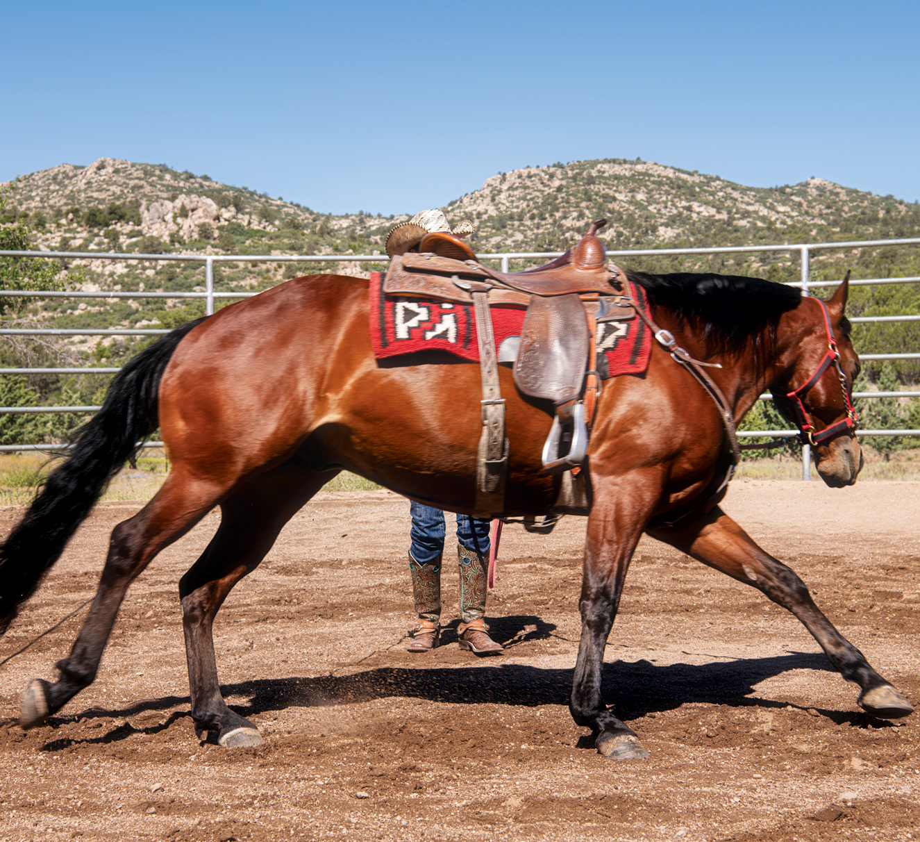 Longeing Basics to Train and Condition Your Horse