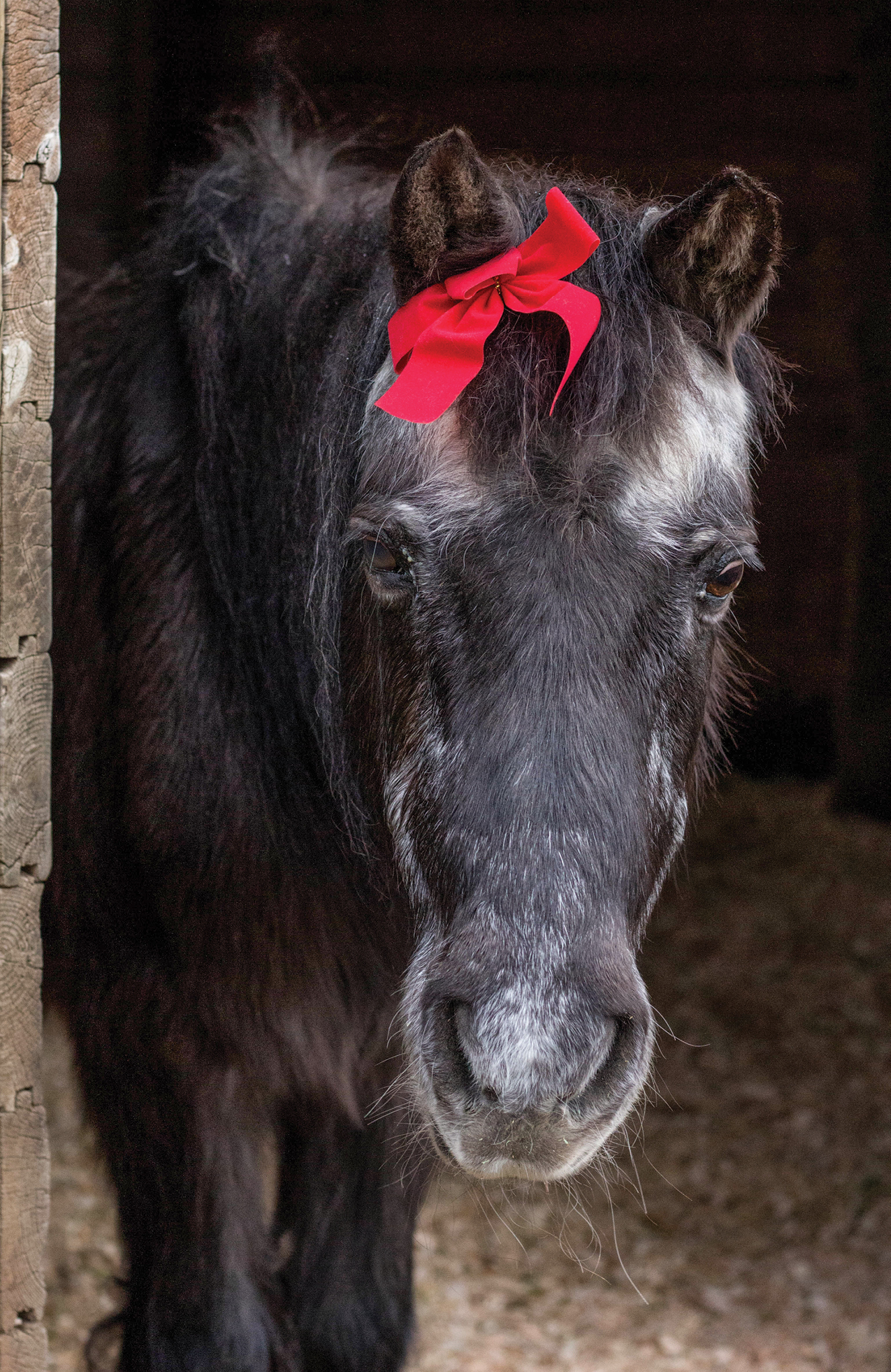 When Is Your Horse Too Old For A Certain Activity 2023 